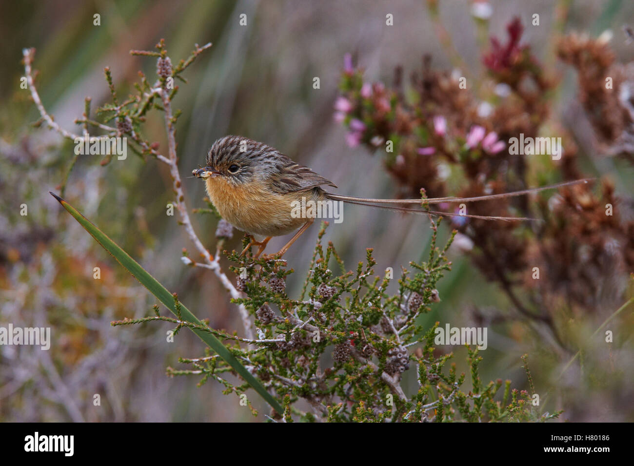 Southern Emuwren (Stipiturus malachurus) female, Cheyne Beach, Western ...