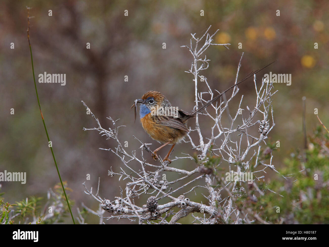 Southern Emuwren (Stipiturus malachurus) male, Cheyne Beach, Western ...