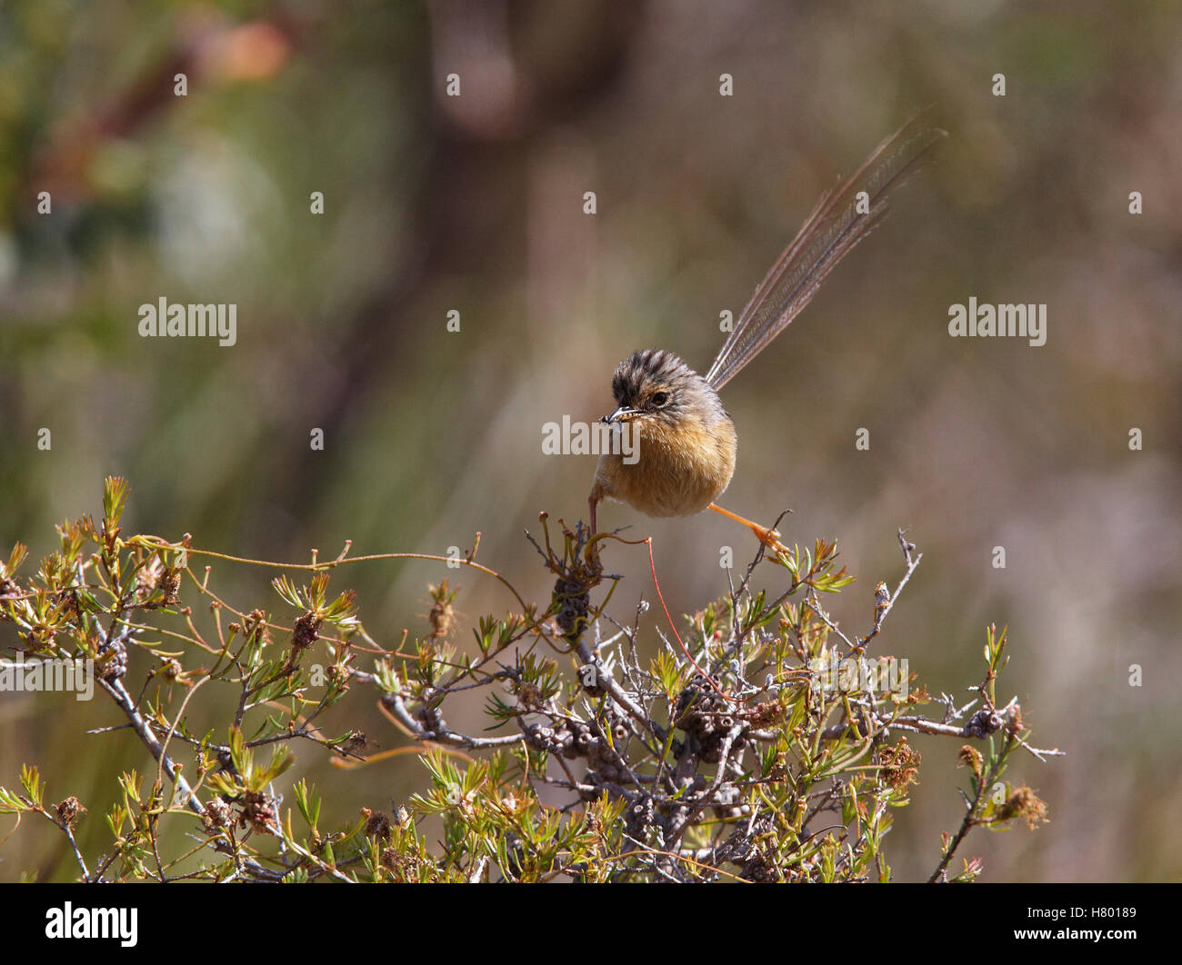 Southern Emuwren (Stipiturus malachurus) female, Cheyne Beach, Western ...