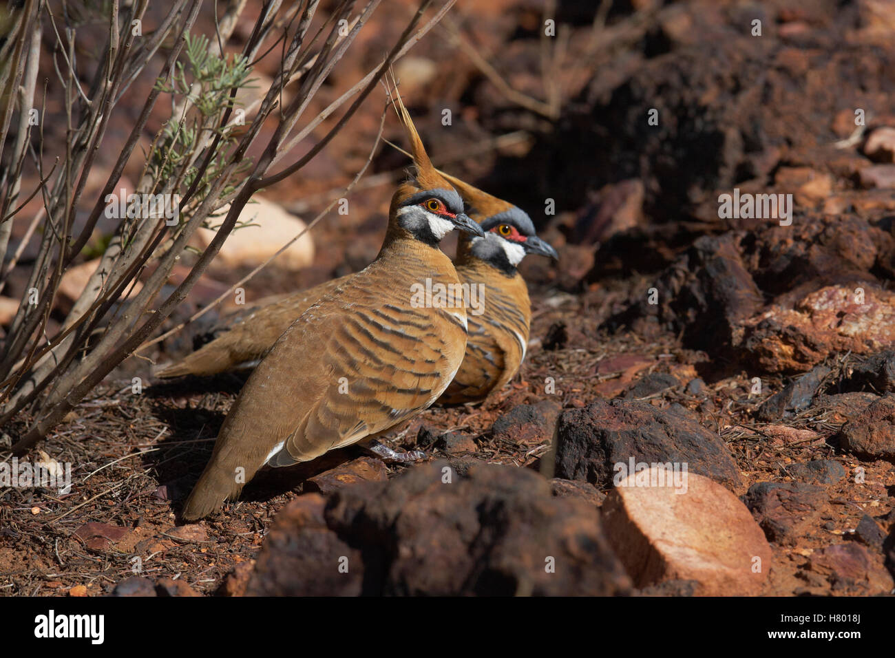 Spinifex Pigeon (Geophaps plumifera) pair sunbathing, Macdonnell Range ...