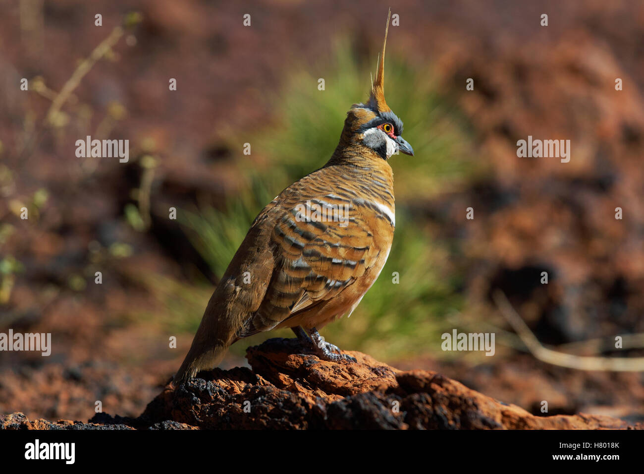 Spinifex Pigeon (Geophaps plumifera), Macdonnell Range, Northern ...