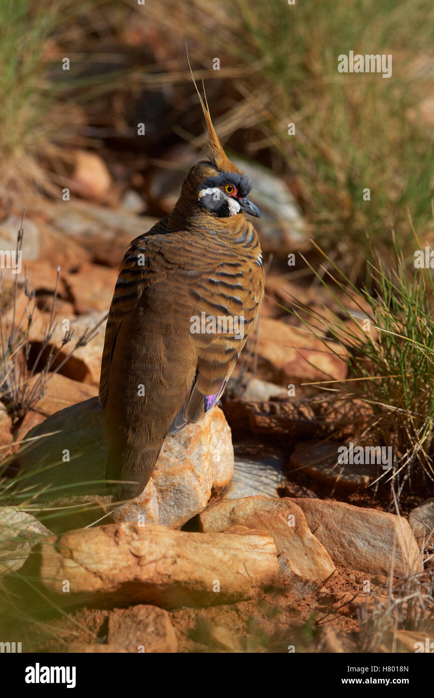 Spinifex Pigeon (Geophaps plumifera) sunbathing, Macdonnell Range ...