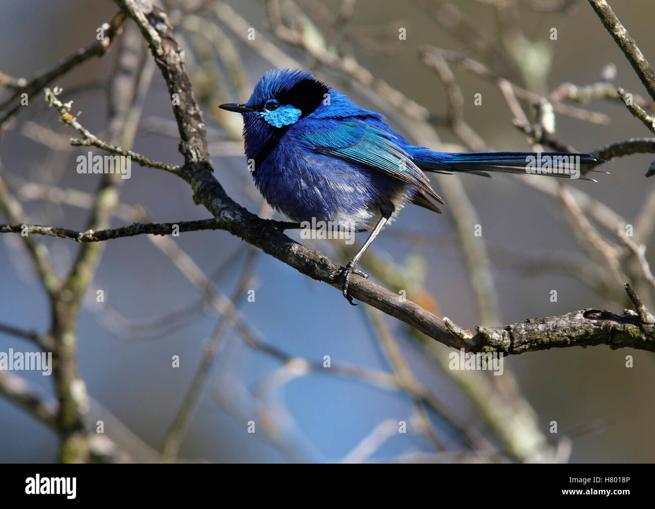 Splendid Fairywren (Malurus splendens) male, Mount Barker, South ...