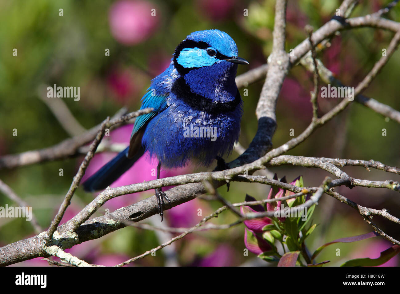 Splendid Fairywren (Malurus splendens) male, Mount Barker, South ...