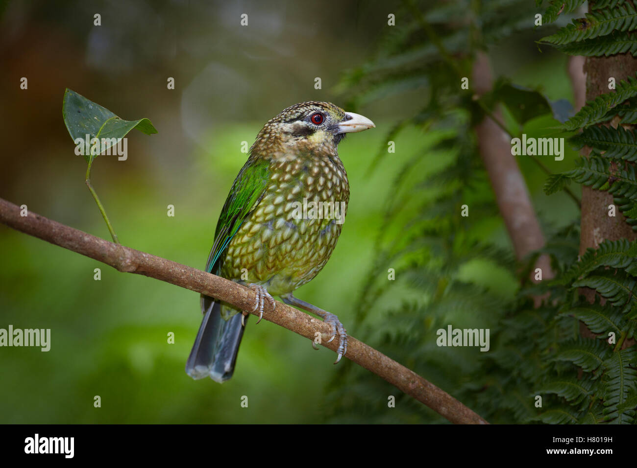 Spotted Catbird (Ailuroedus melanotis), Atherton Tableland, Queensland ...