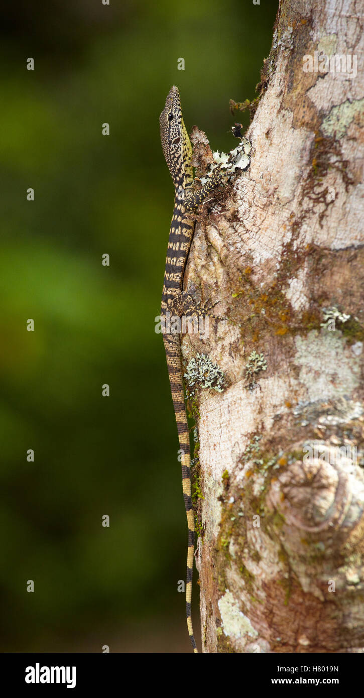 Banded Tree Monitor (Varanus scalaris) juvenille, Atherton Tableland ...
