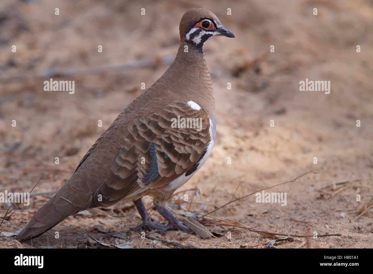 Squatter Pigeon (Geophaps scripta), Bulleringa National Park ...