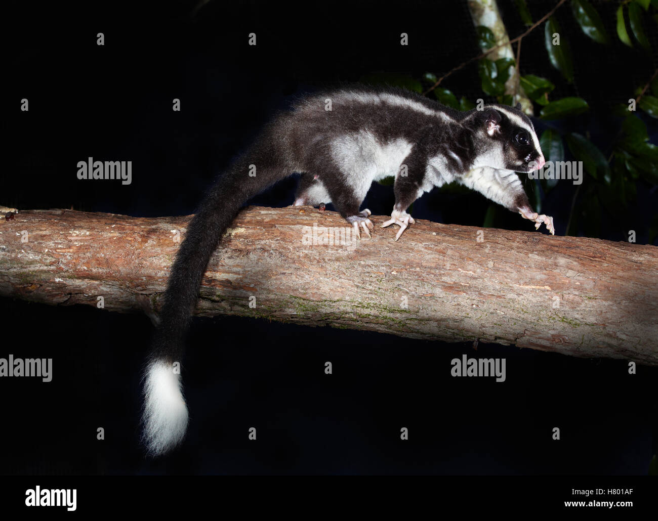 Striped Possum (Dactylopsila trivirgata), Australia Stock Photo - Alamy