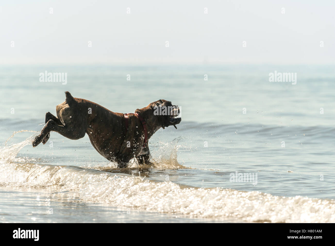 A dog runs into the sea at Brighton beach on a sunny warm day Stock ...