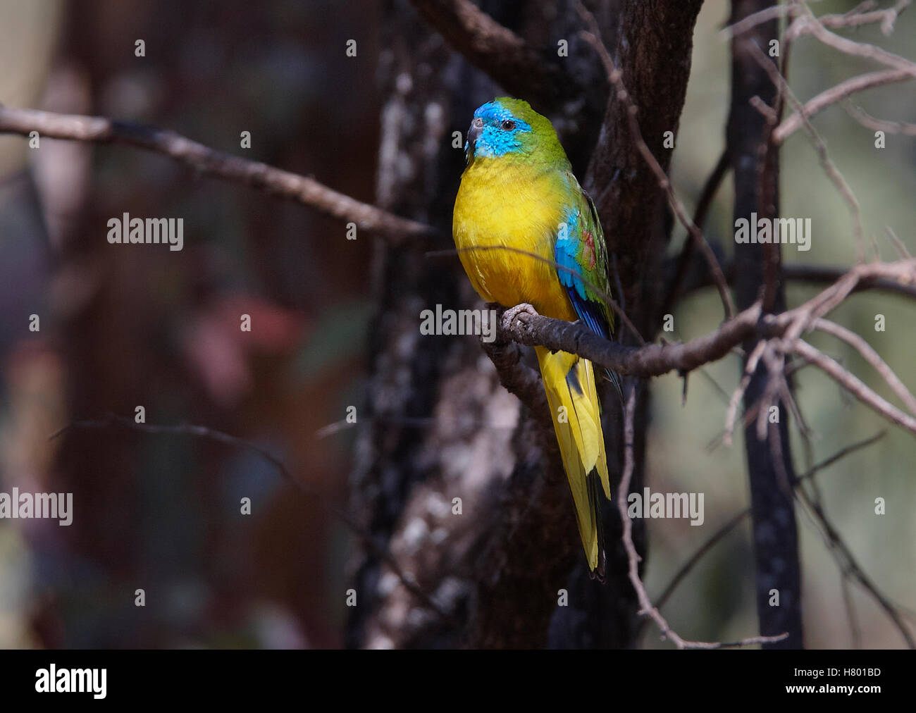 Turquoise Parrot (Neophema pulchella) male, Sundown National Park ...