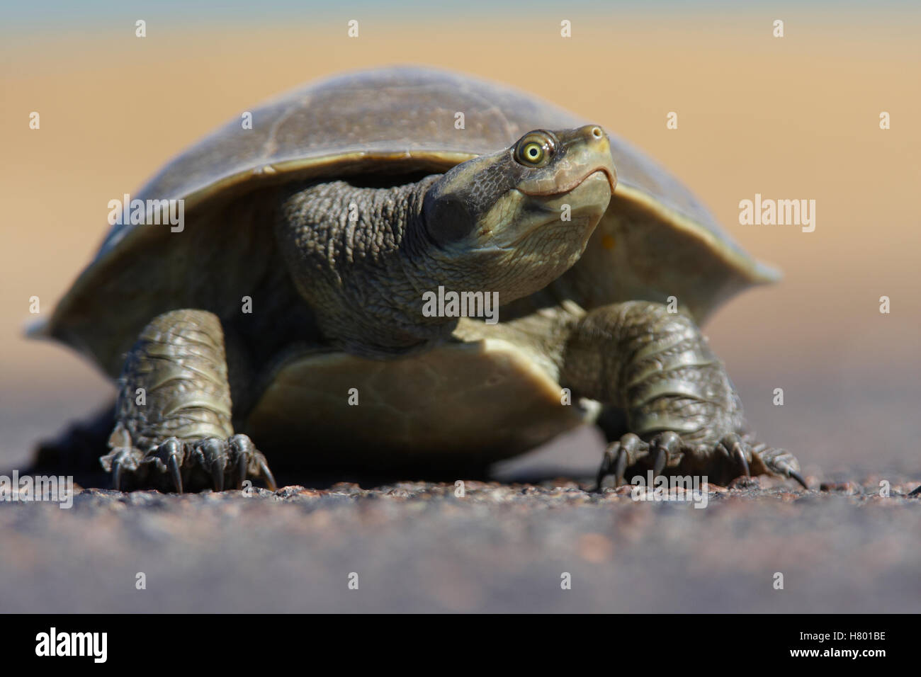 Krefft's River Turtle (Emydura krefftii) crossing road, Woodstock ...