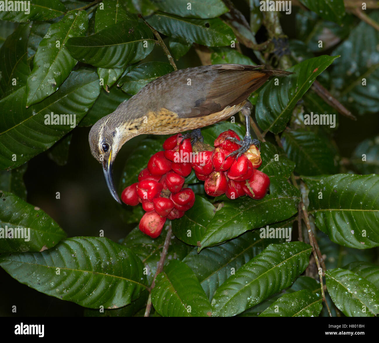 Victoria's Riflebird (Ptiloris victoriae) female feeding on berries ...
