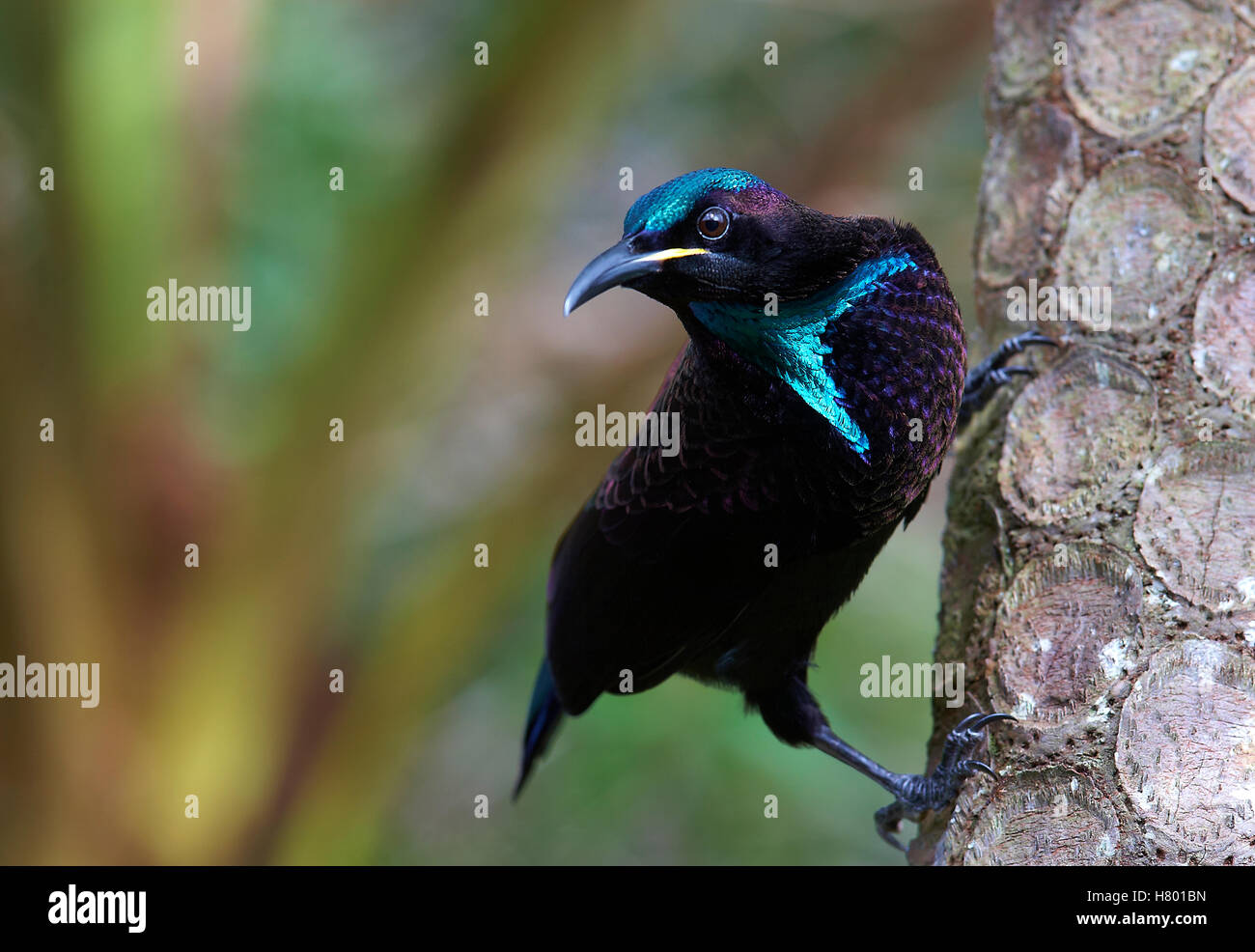 Victoria's Riflebird (Ptiloris victoriae) male, Paluma Range National ...