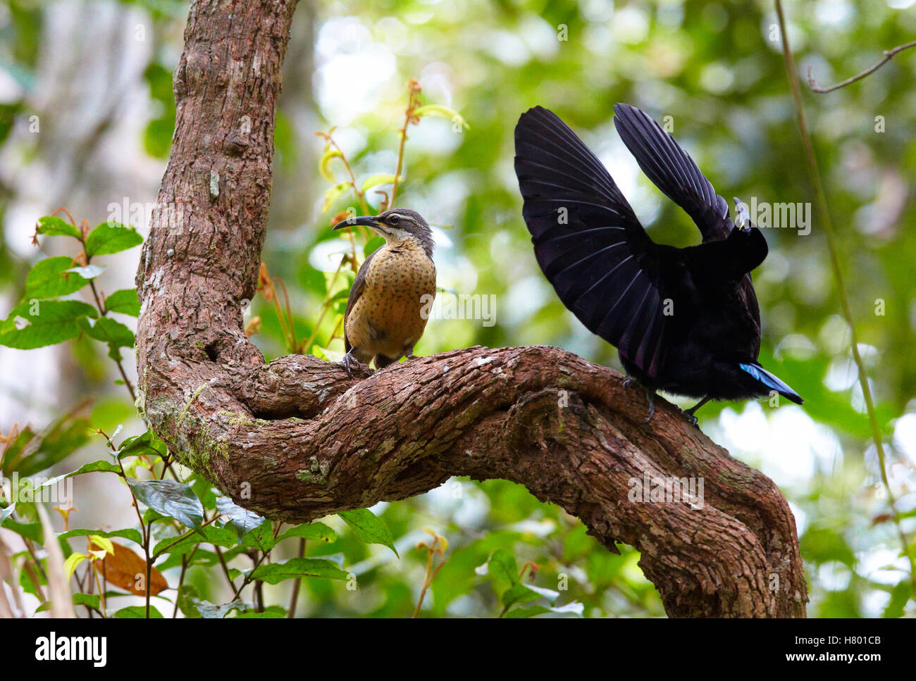 Victoria's Riflebird (Ptiloris victoriae) male displaying for female on ...