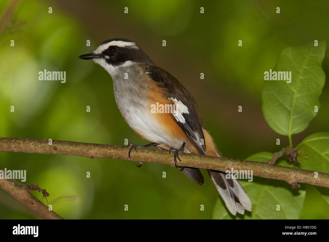 Buff-sided Robin (Poecilodryas cerviniventris), Lawnhill River ...
