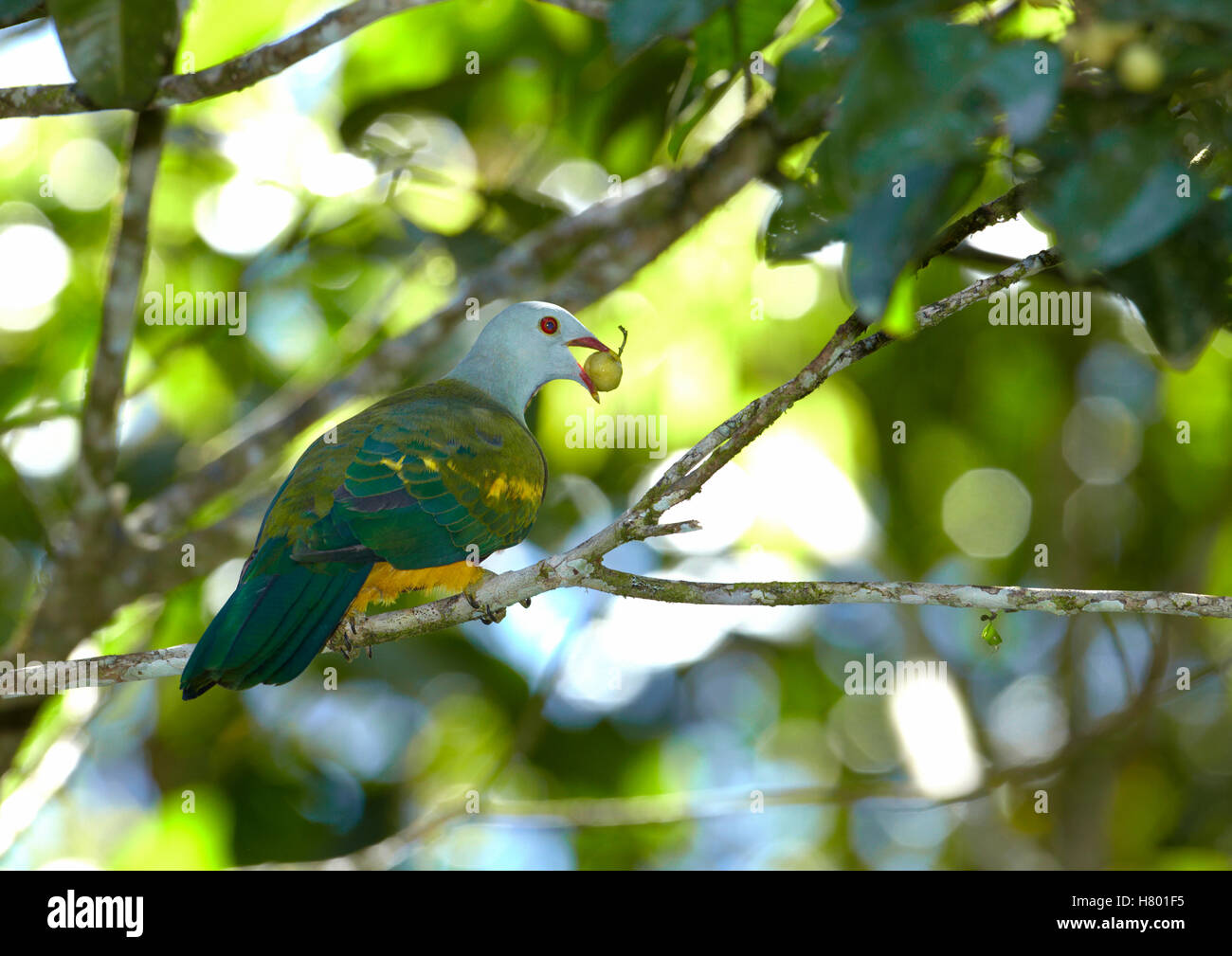 Wompoo Fruit-Dove (Ptilinopus magnificus) eating fruit, Malanda ...