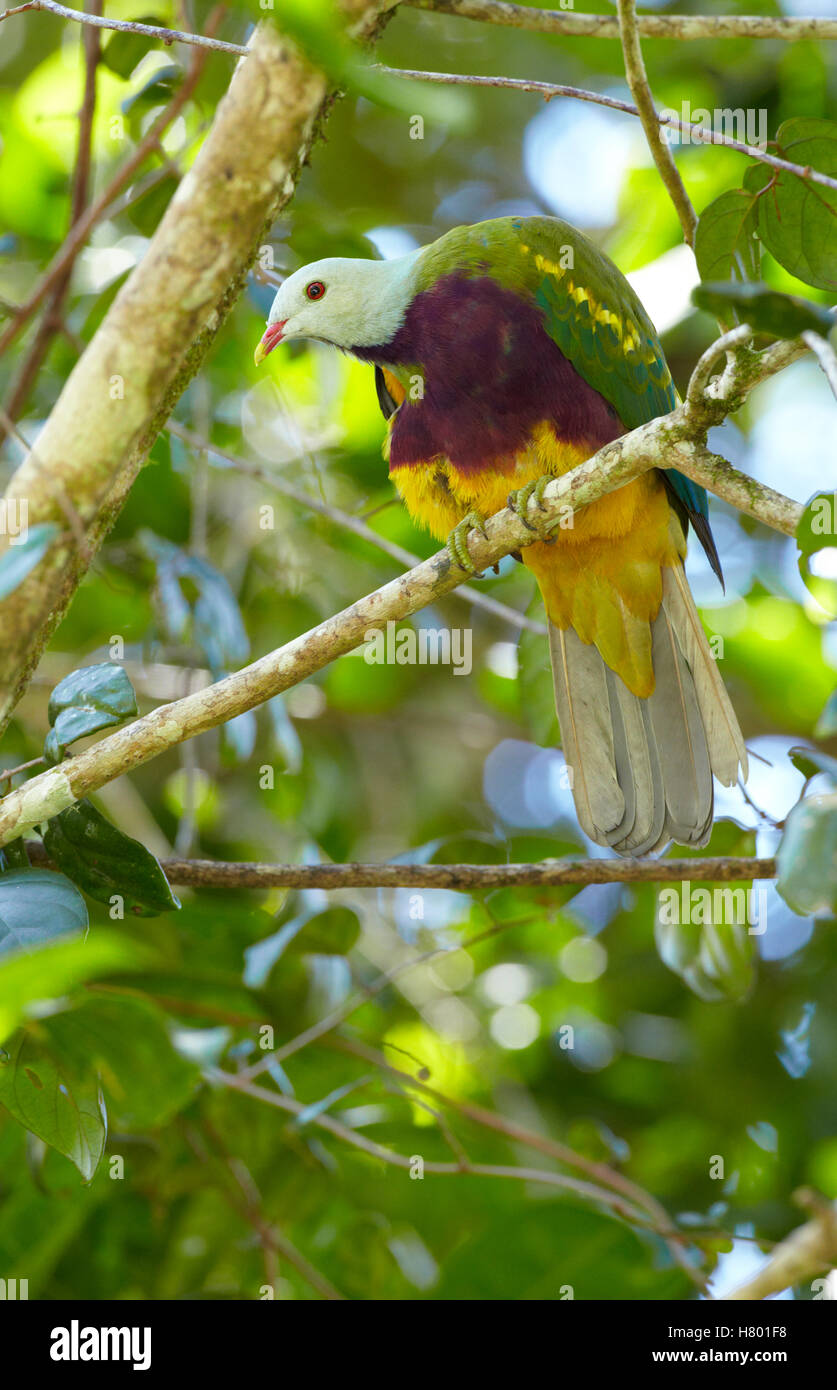 Wompoo Fruit-Dove (Ptilinopus magnificus), Malanda, Queensland ...