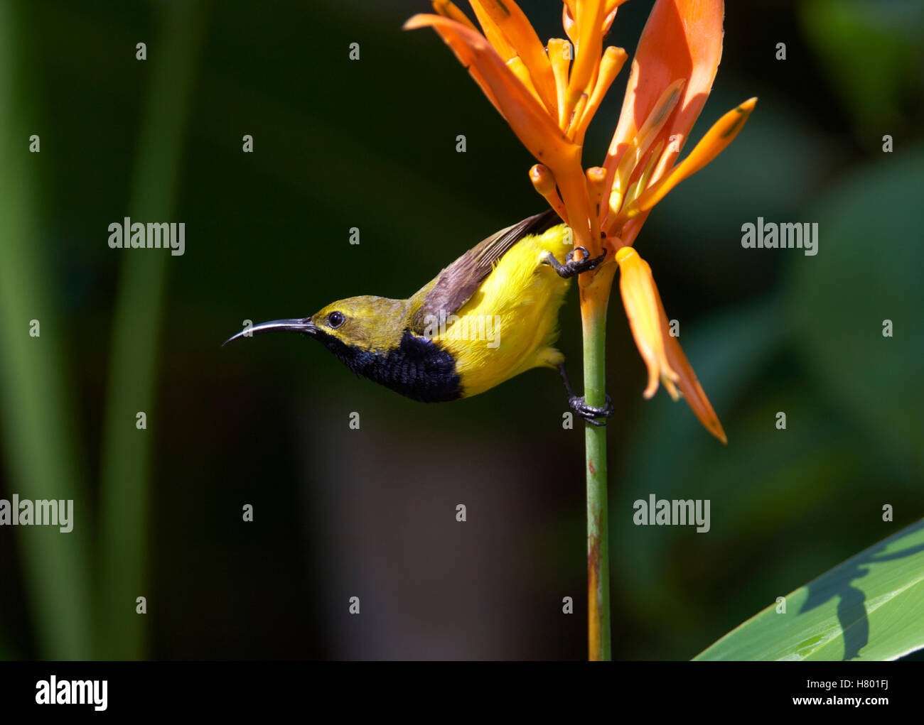 Olive-backed Sunbird (Cinnyris jugularis) male perched on flower ...