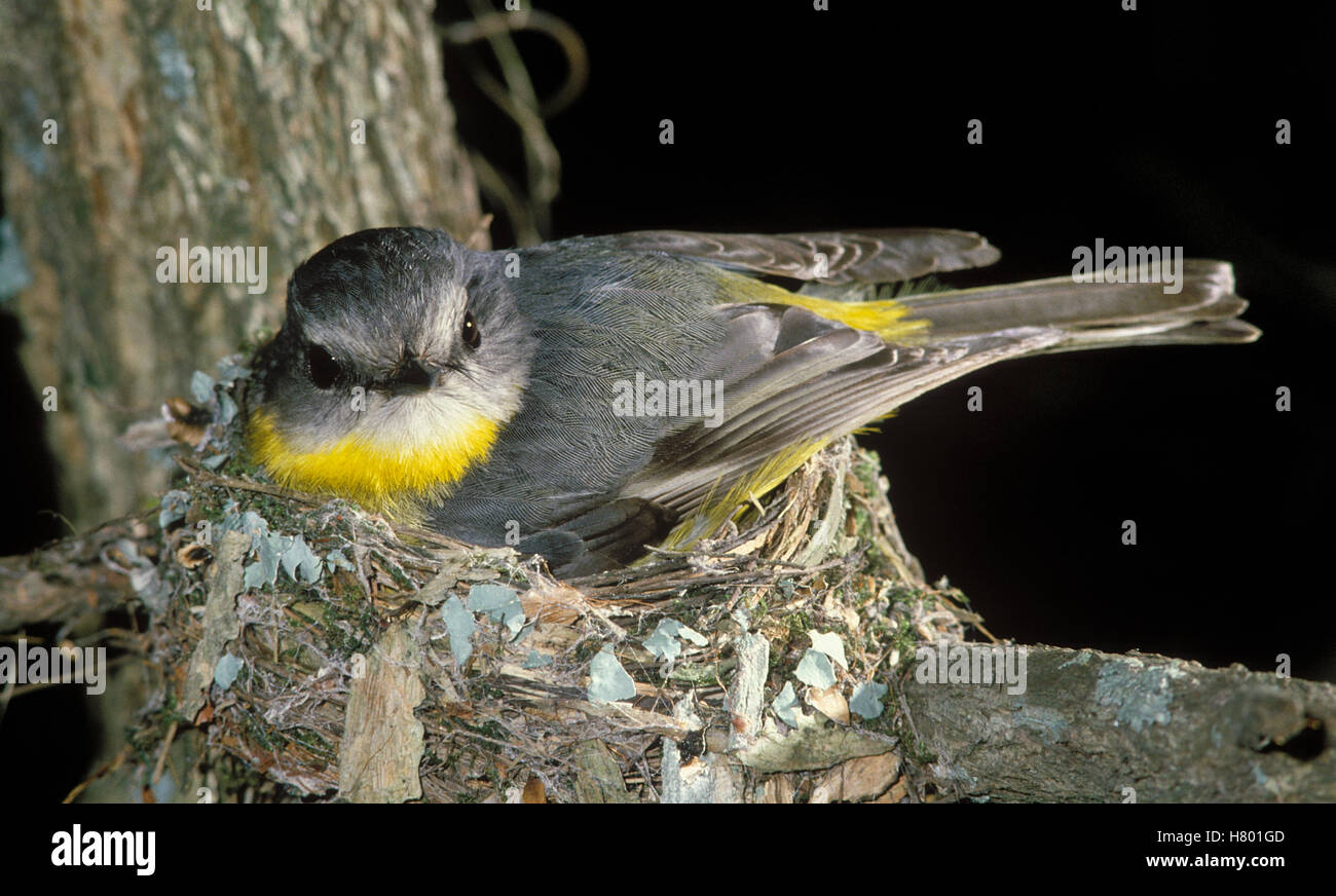 Yellow Robin (Eopsaltria australis) sitting on nest, Cardwell ...