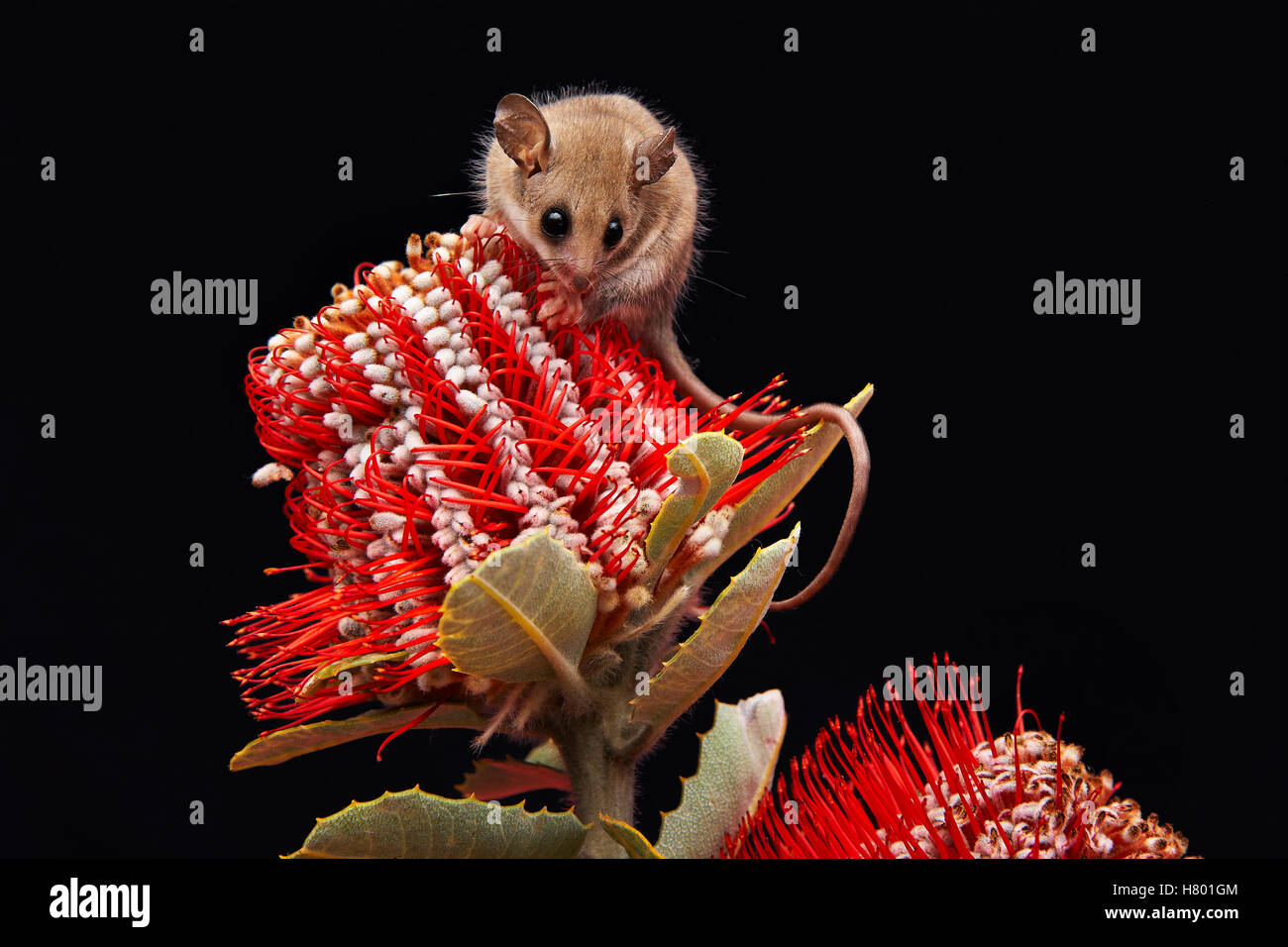 Western Pygmy Possum (Cercartetus concinnus) seeking nectar on red ...