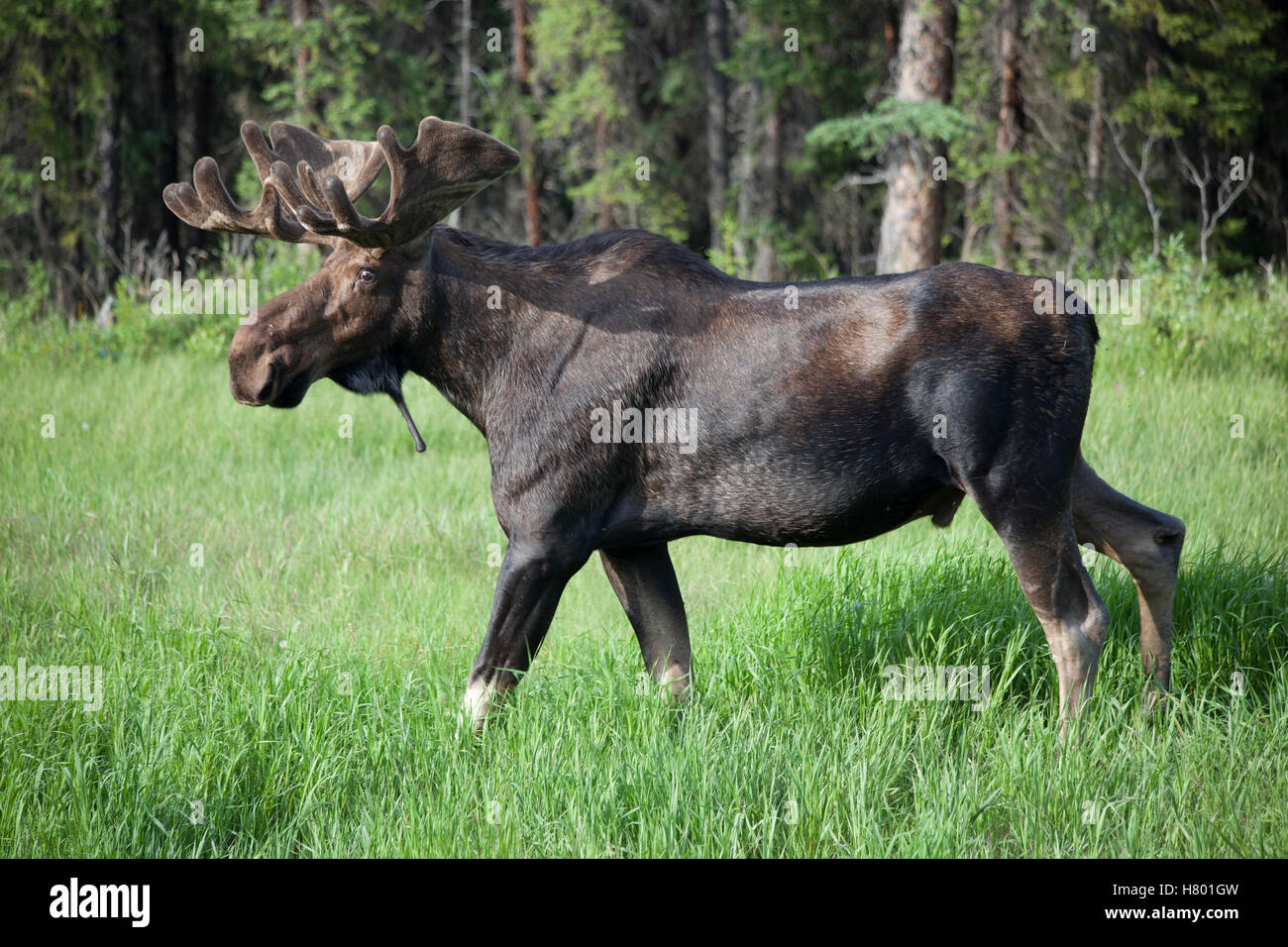 Moose (Alces alces) bull with velvet covered antlers, Canada Stock ...