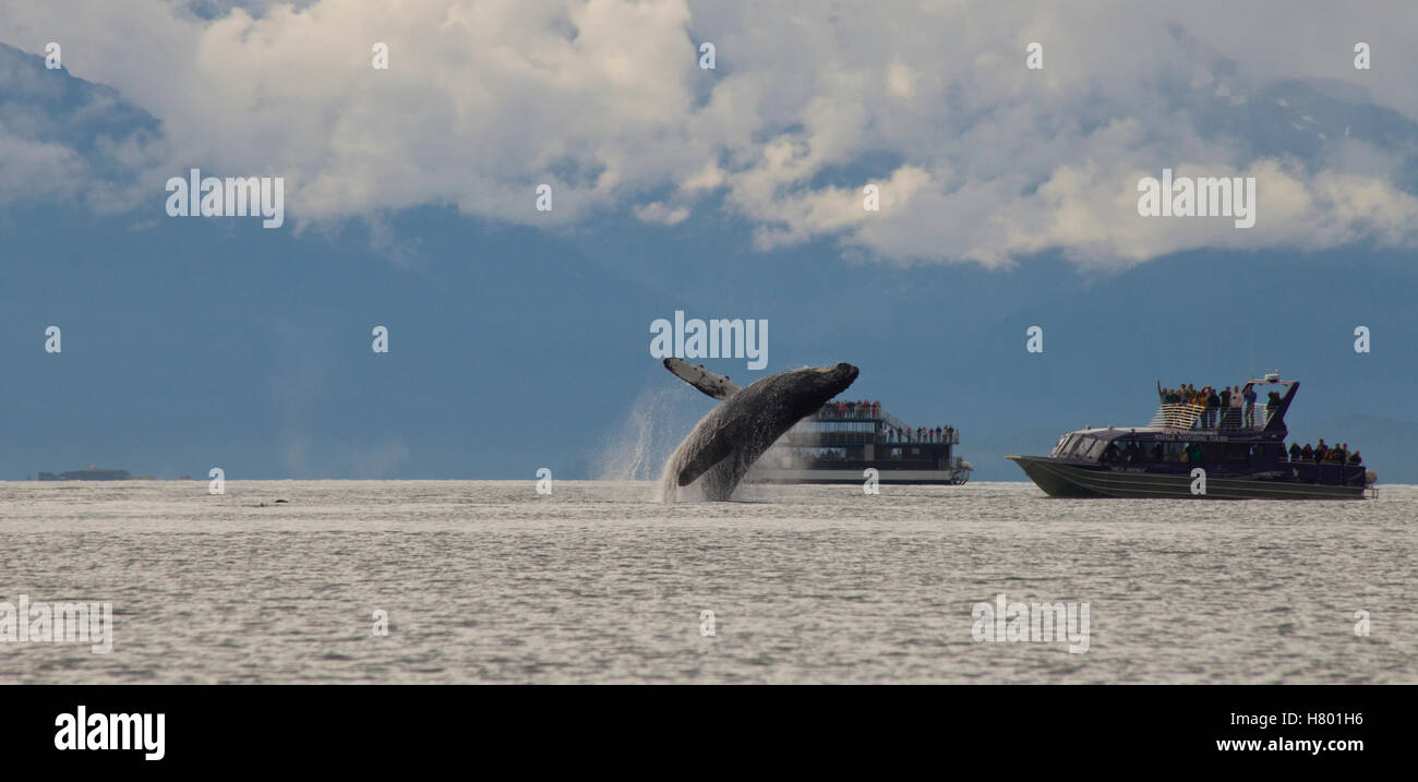 Humpback Whale (Megaptera novaeangliae) breaching in front of whale ...