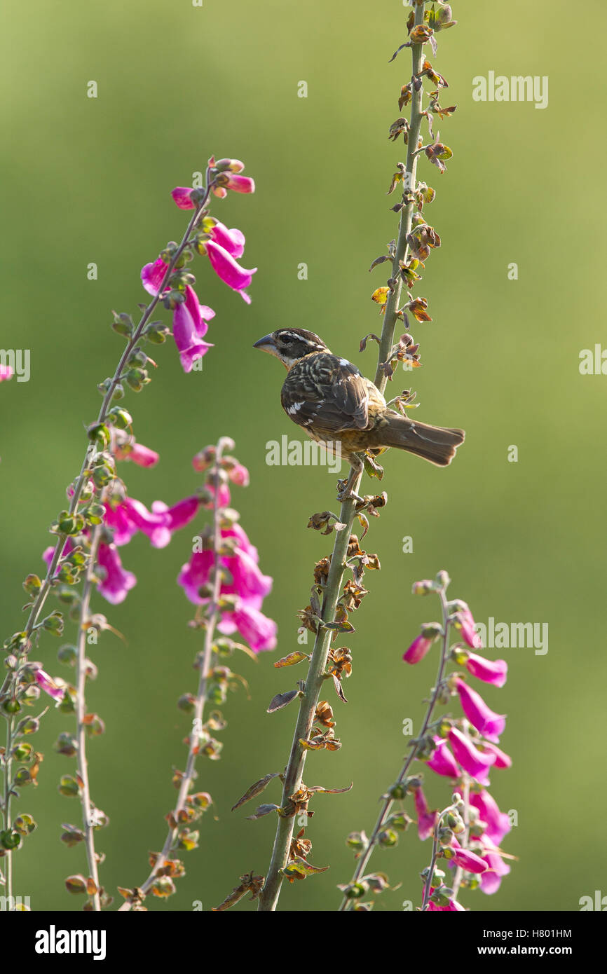 Black-headed Grosbeak (Pheucticus melanocephalus) on Foxglove ...