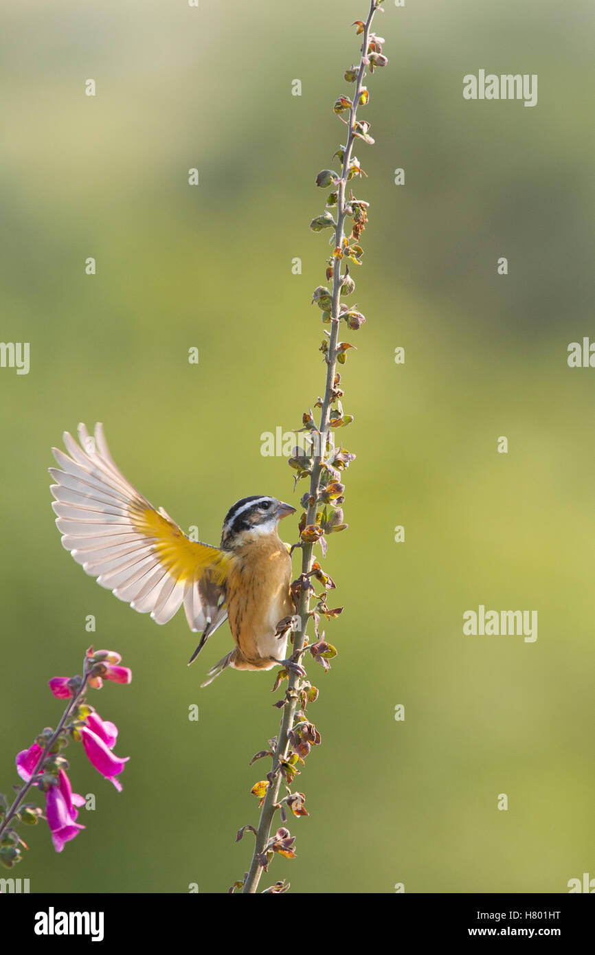 Black-headed Grosbeak (Pheucticus melanocephalus) on Foxglove ...