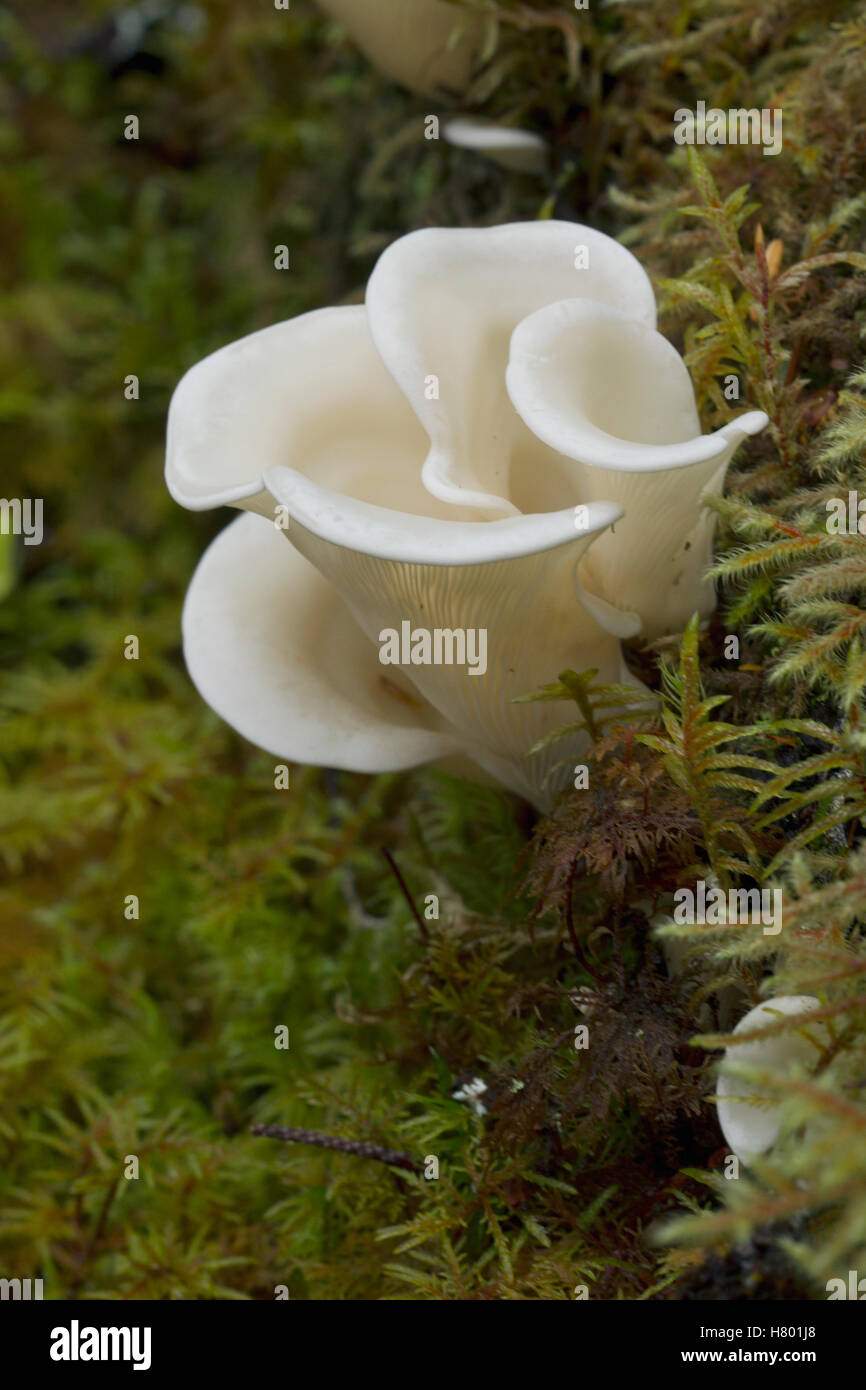 Angel Wings (Pleurocybella porrigens) fungus, Glacier Bay National Park ...