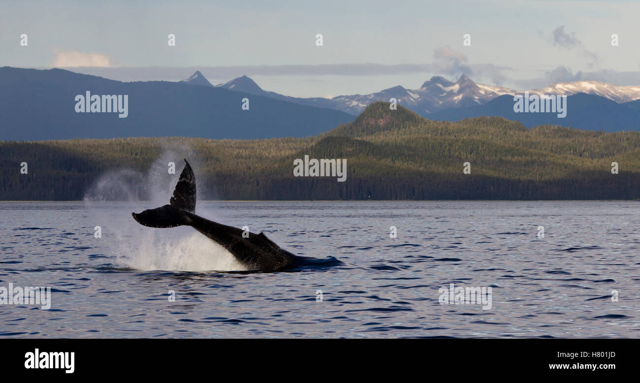 Humpback Whale (Megaptera novaeangliae) tail lobbing near Point ...