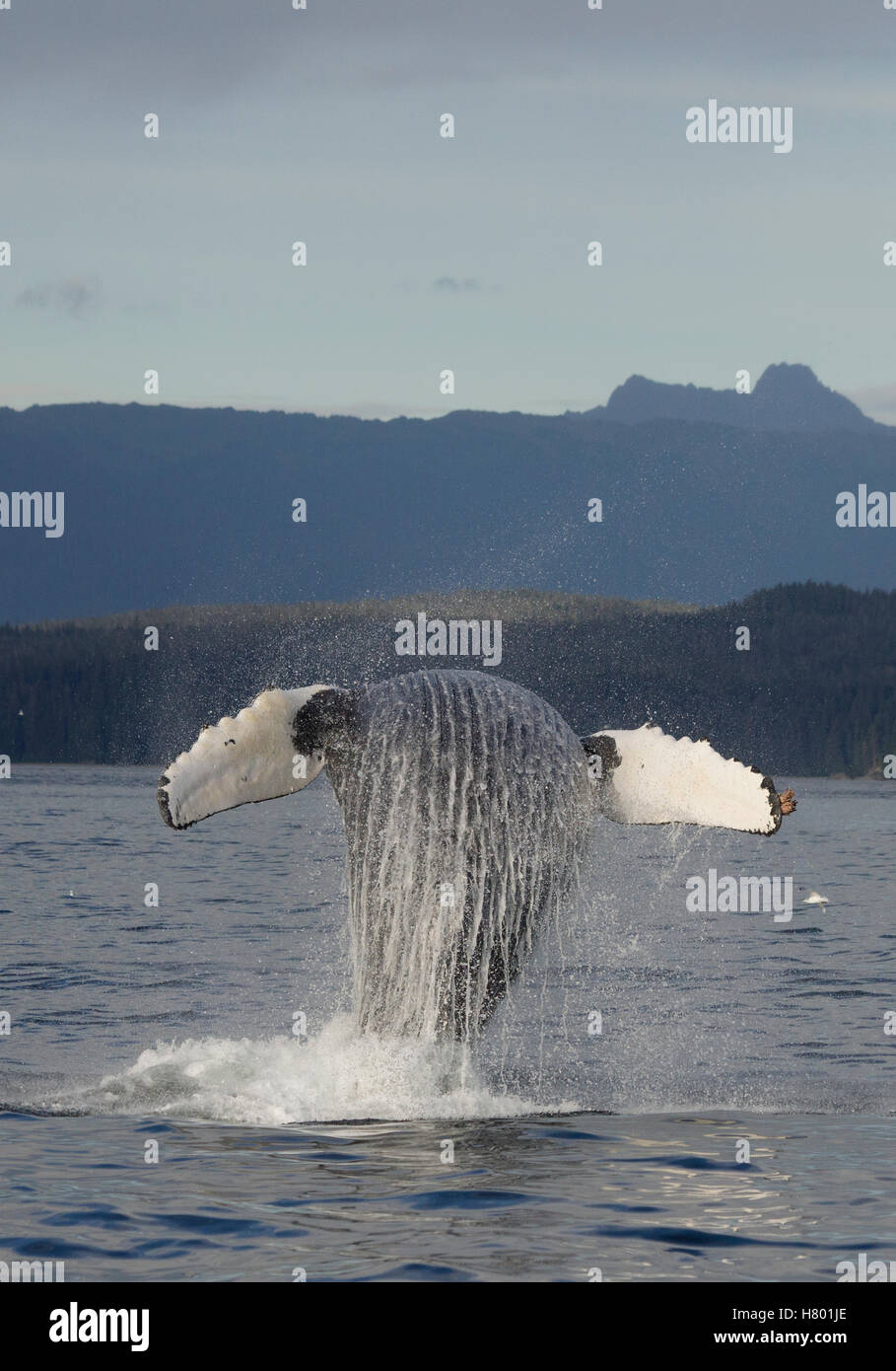 Humpback Whale (Megaptera novaeangliae) breaching near Point Adolphus ...