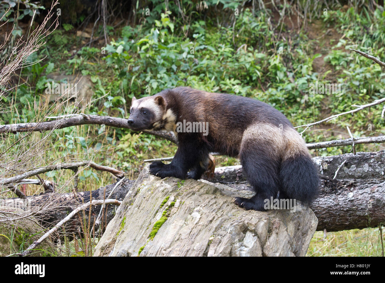 Wolverine (Gulo gulo), Haines, Alaska Stock Photo - Alamy