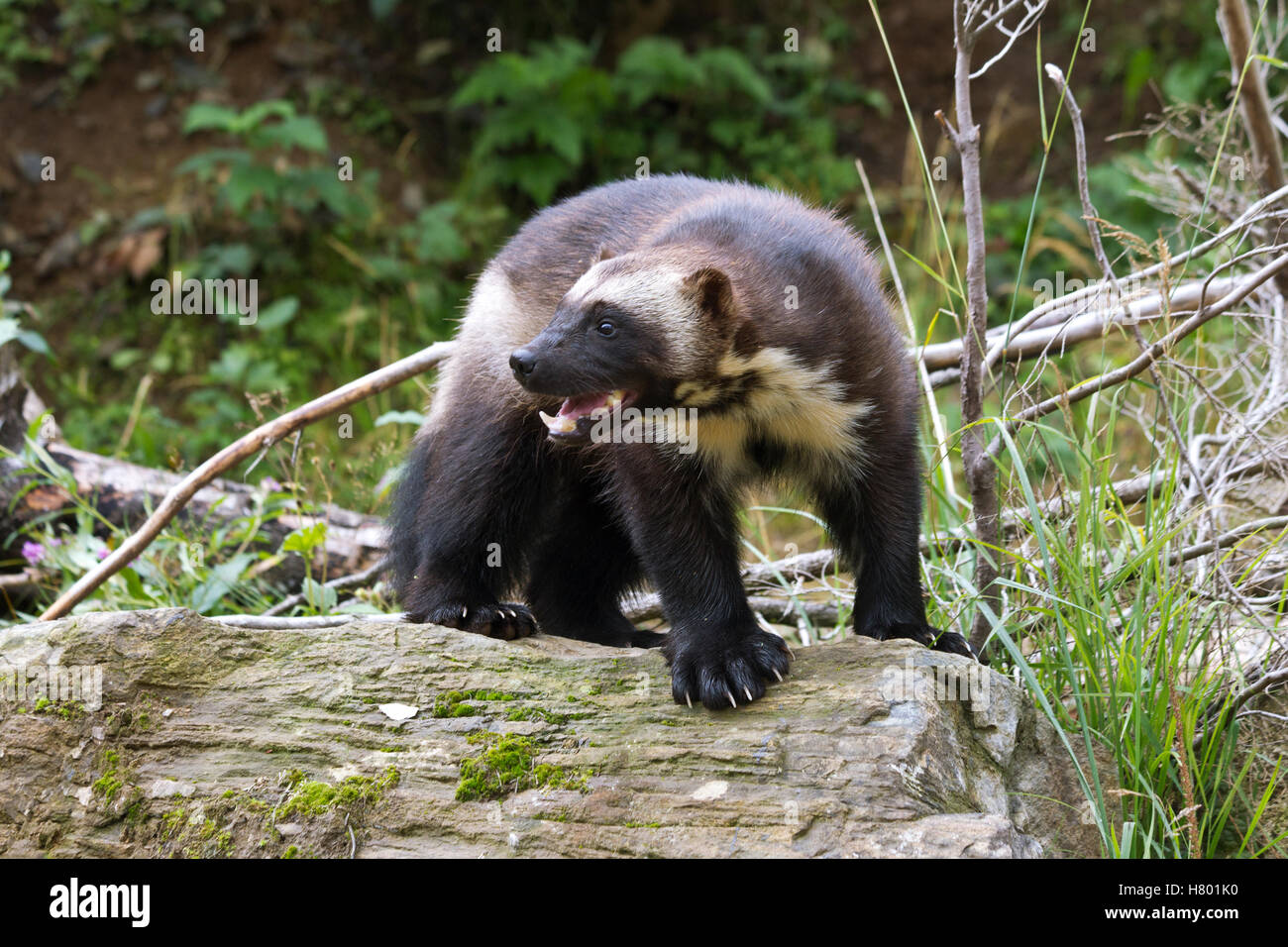 Wolverine (Gulo gulo), Haines, Alaska Stock Photo - Alamy