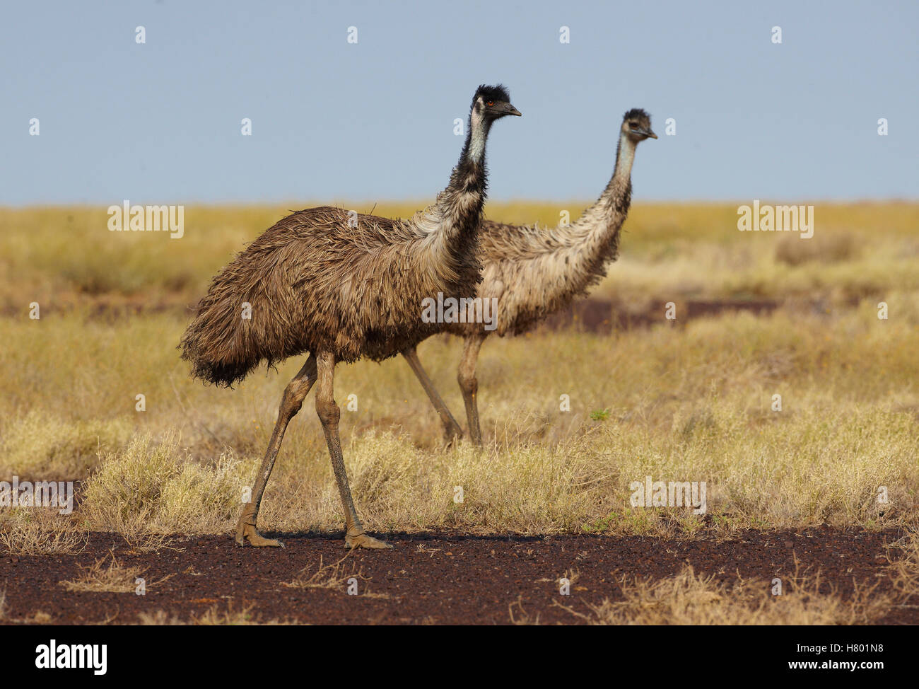 Emu (Dromaius novaehollandiae) pair, Gibber Desert, Diamantina National ...