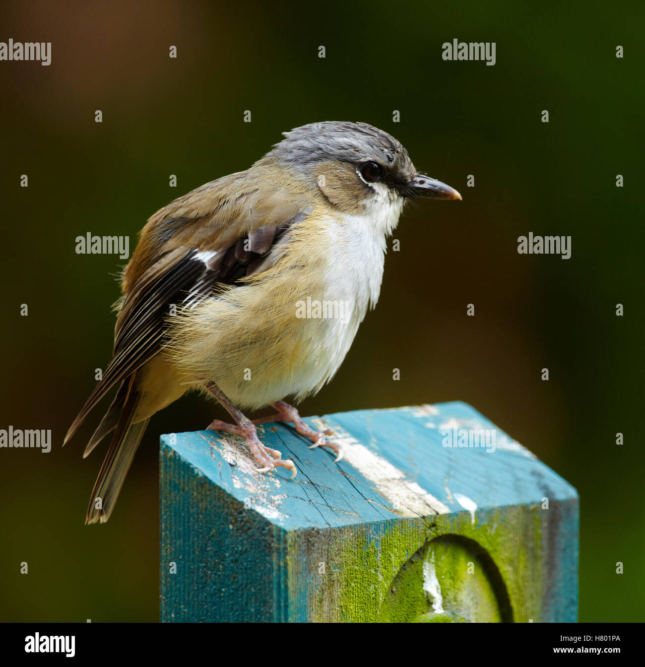 Grey-headed Robin (Heteromyias cinereifrons) on post, Mount Hypipamee ...