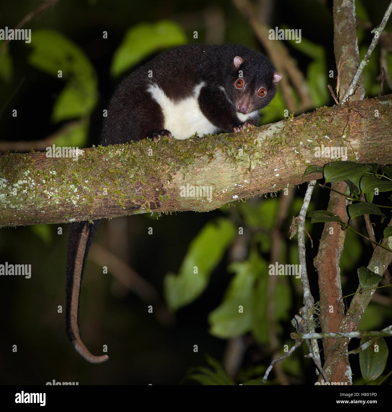 Herbert River Ringtail Possum (Pseudochirulus herbertensis) in tree at ...