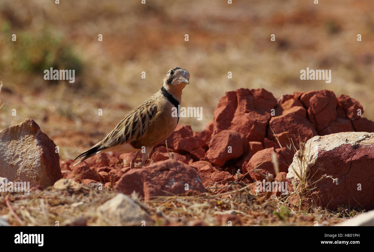 Inland Dotterel (Peltohyas australis), Bedourie, Queensland, Australia ...