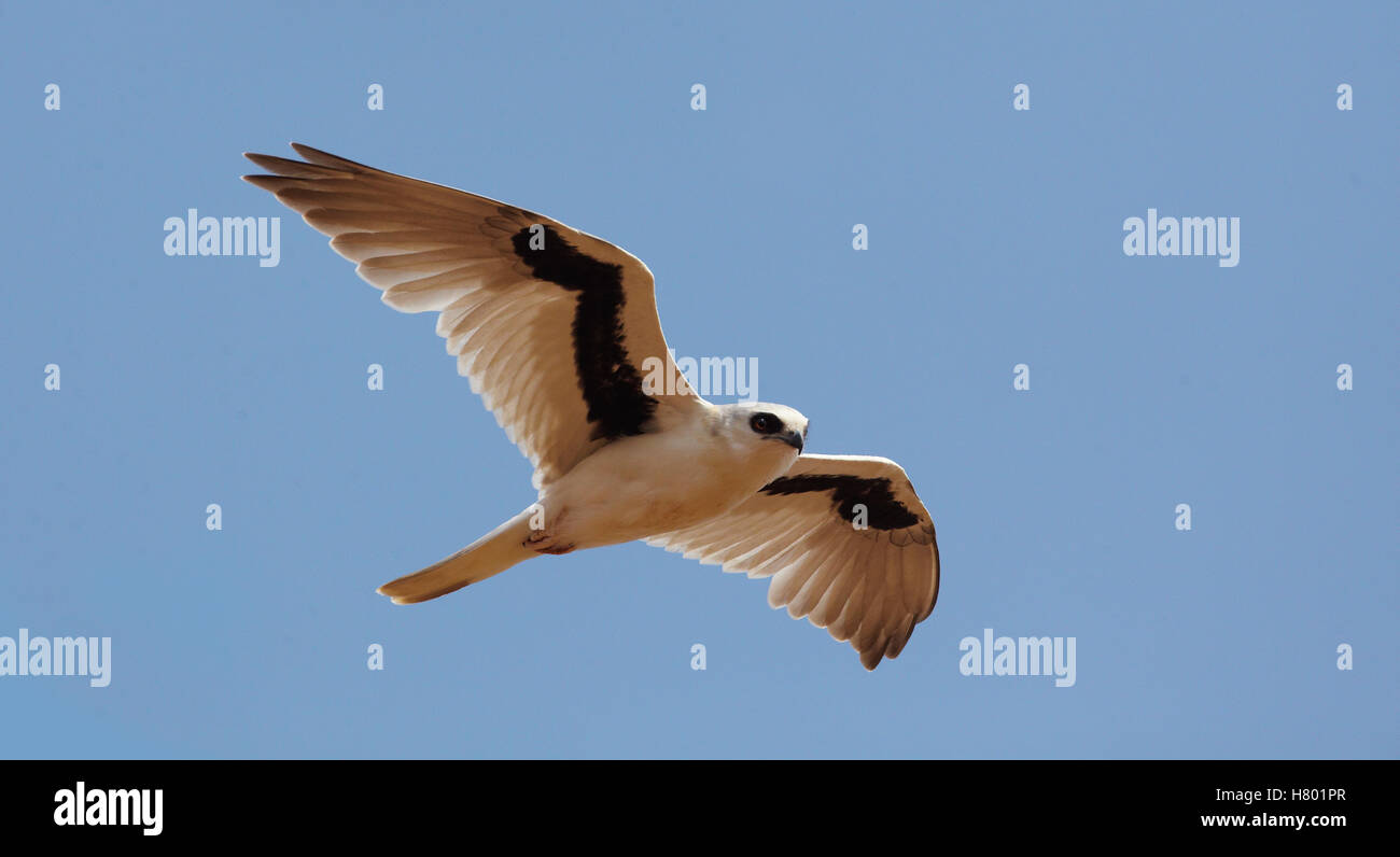 Letter-winged Kite (Elanus scriptus) flying, Diamantina National Park ...