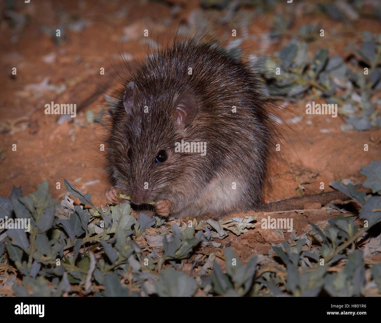 Long-haired Rat (Rattus villosissimus) feeding on vegetation at night ...
