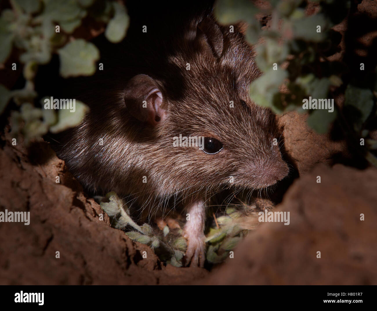 Long-haired Rat (Rattus villosissimus) in tunnel path at night ...