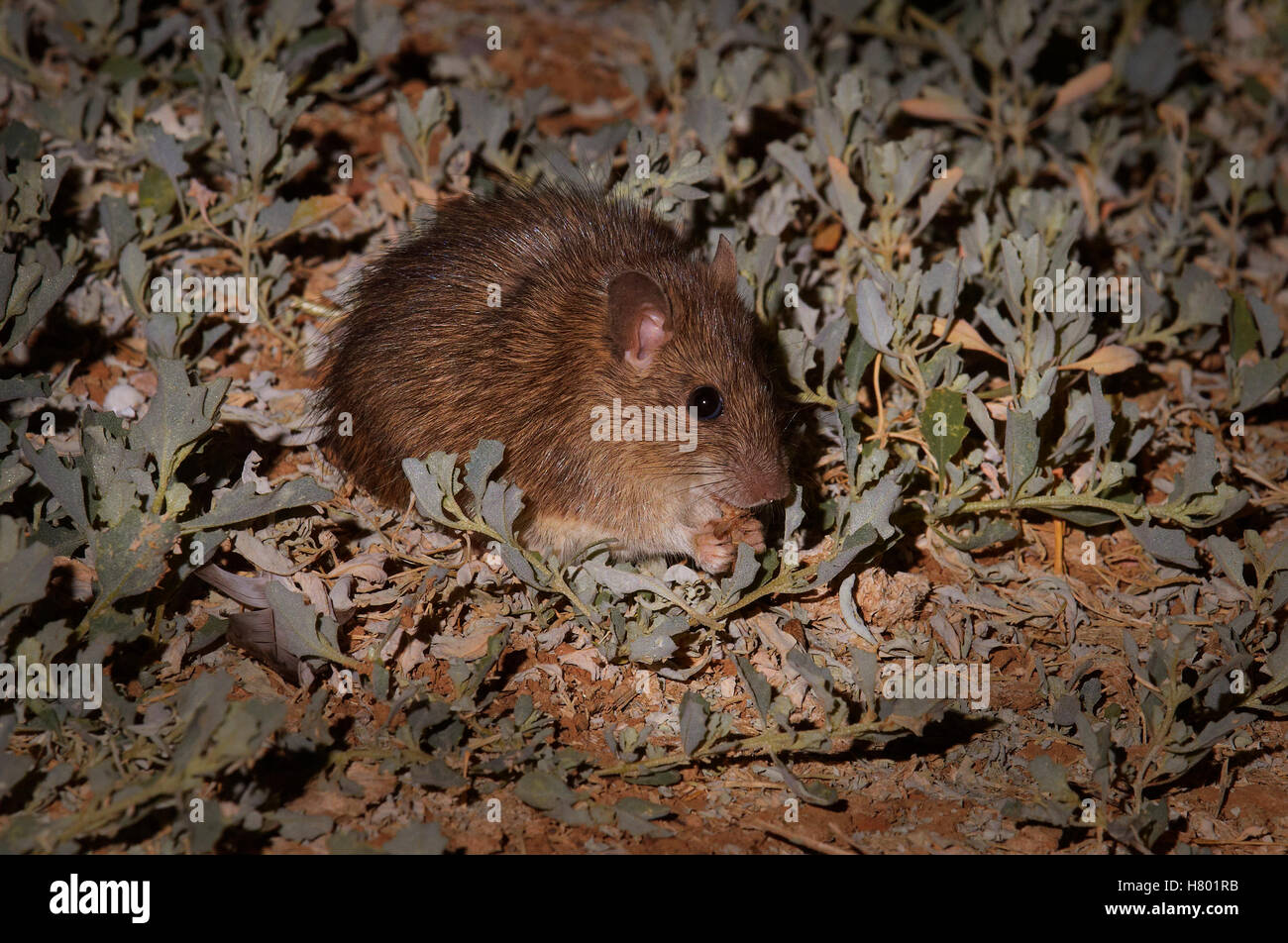 Long-haired Rat (Rattus villosissimus) feeding at night, Diamantina ...