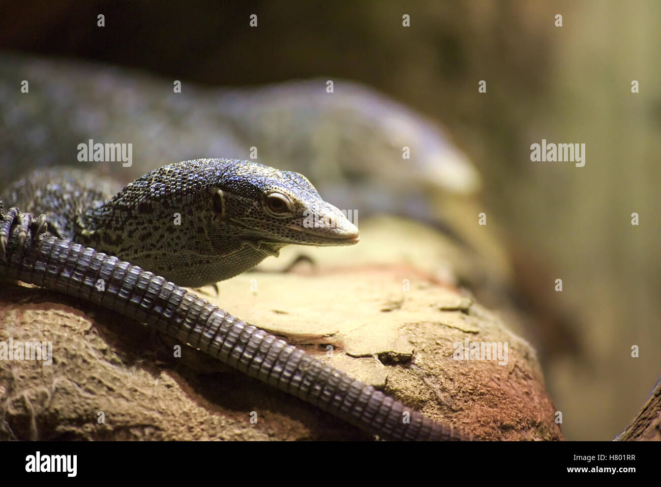 Varanus macraei hi-res stock photography and images - Alamy