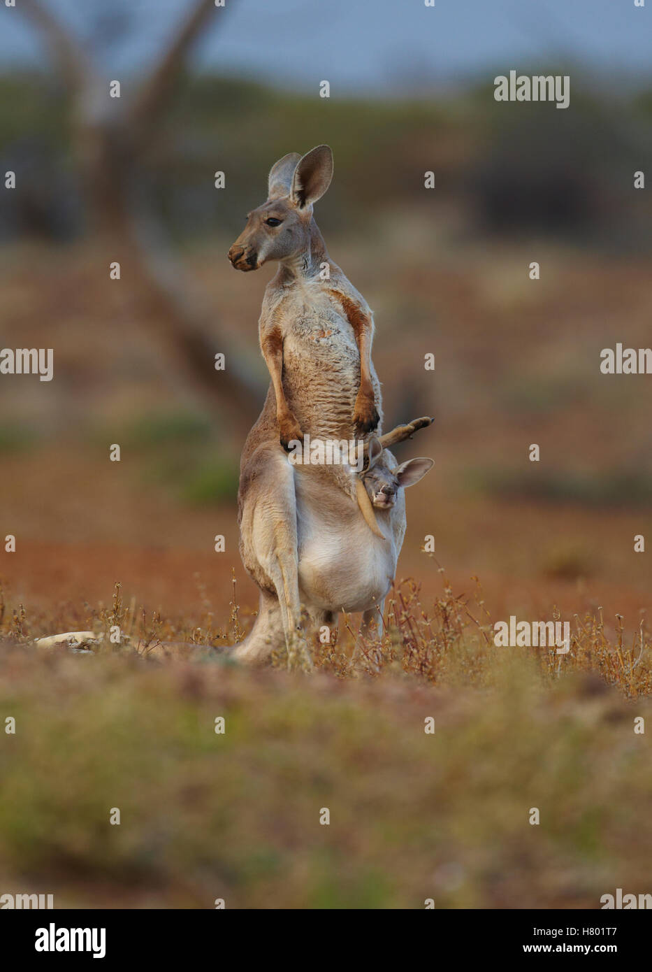 Red Kangaroo (Macropus rufus) female with joey in pouch, Australia ...