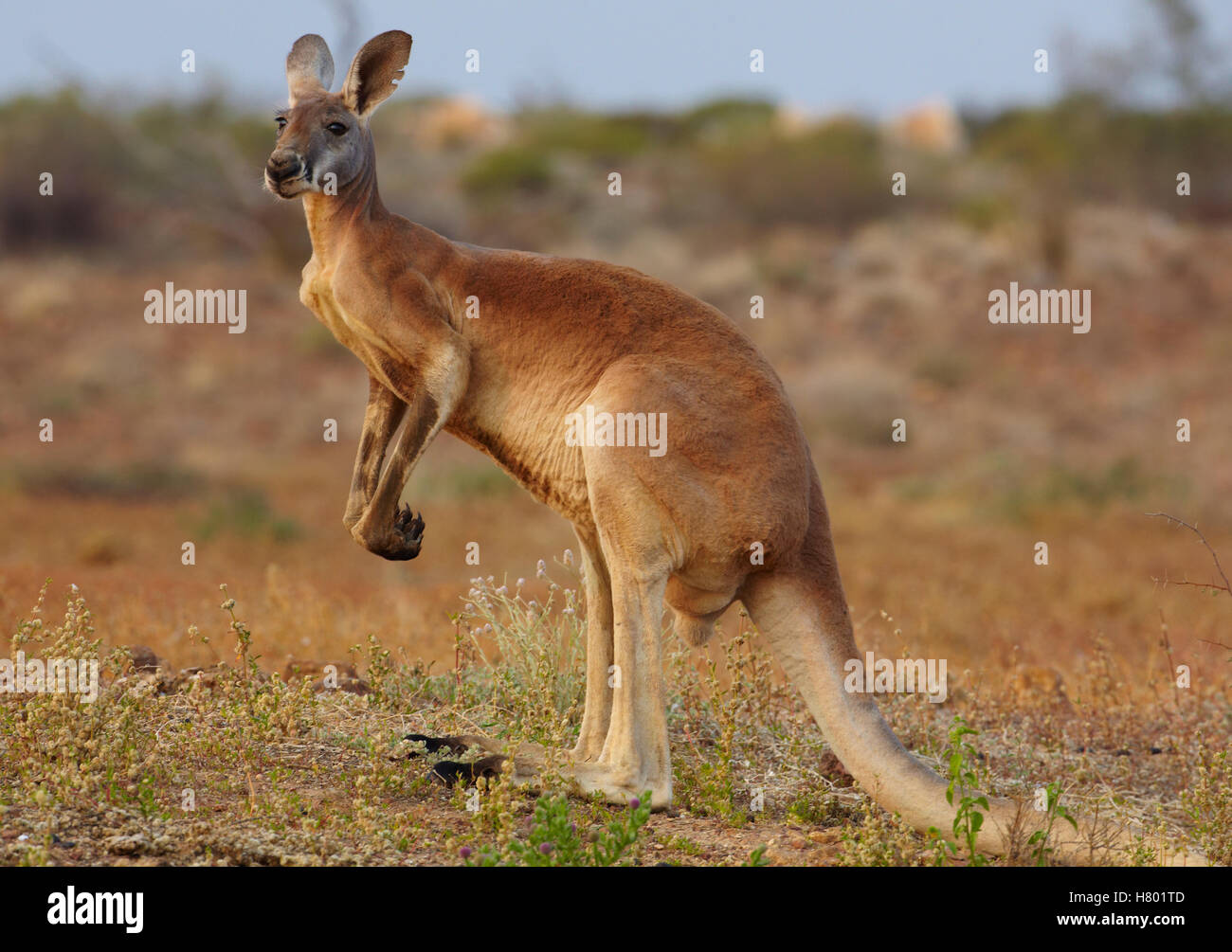Red Kangaroo (Macropus rufus), Australia Stock Photo - Alamy
