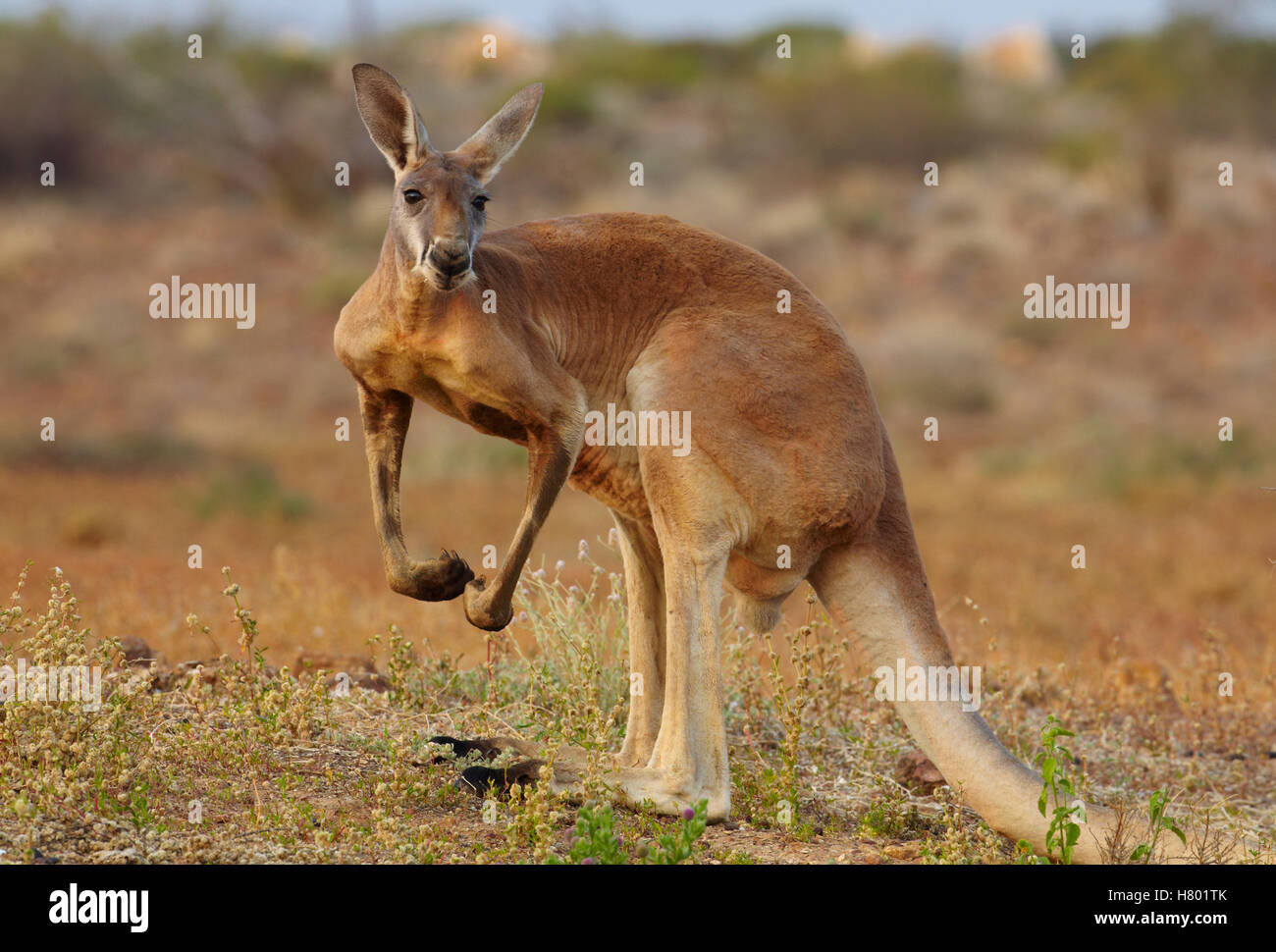 Red Kangaroo (Macropus rufus), Australia Stock Photo - Alamy