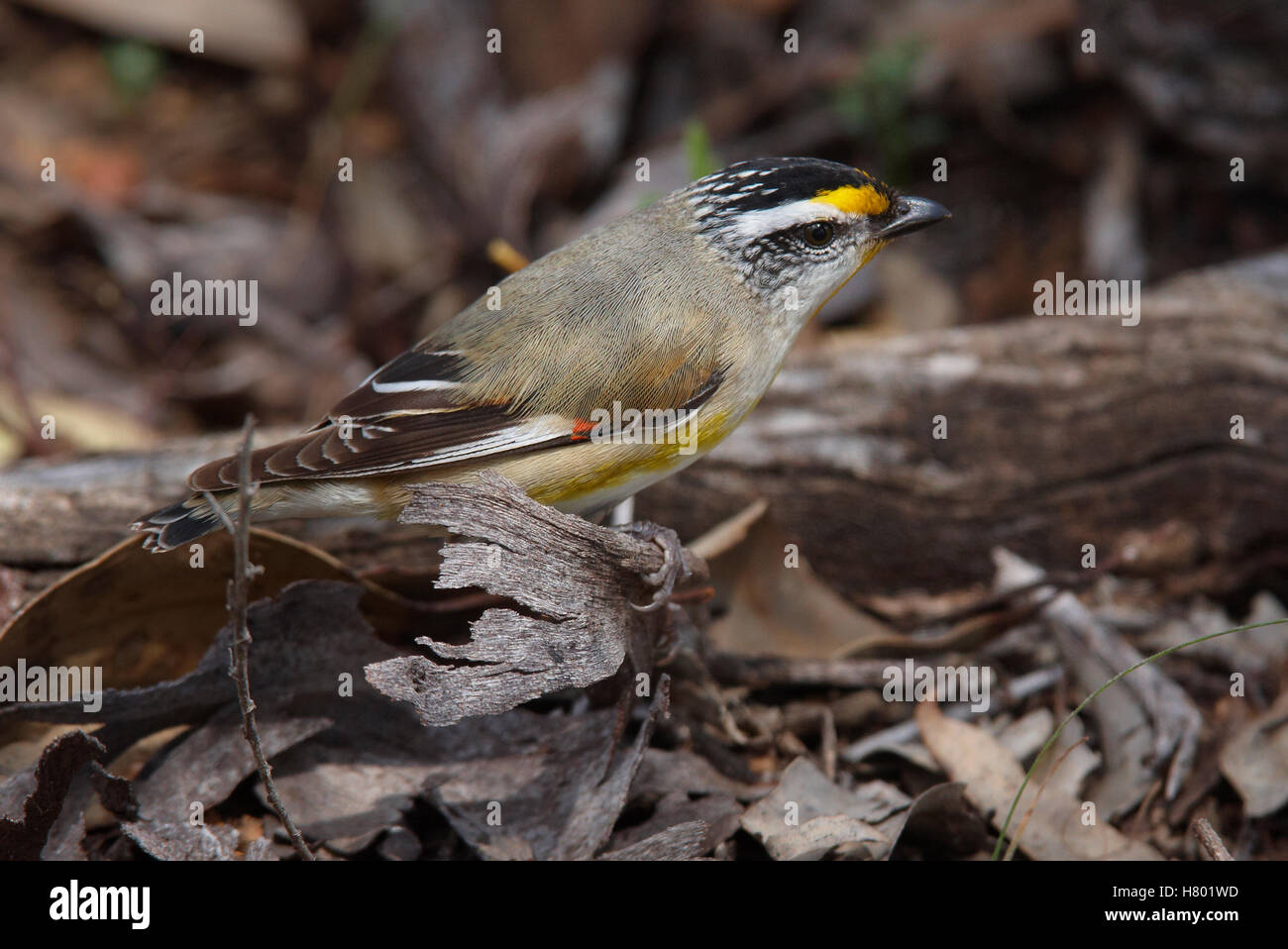 Striated Pardalote (Pardalotus striatus), Dryandra Forest, Western Australia, Australia Stock ...