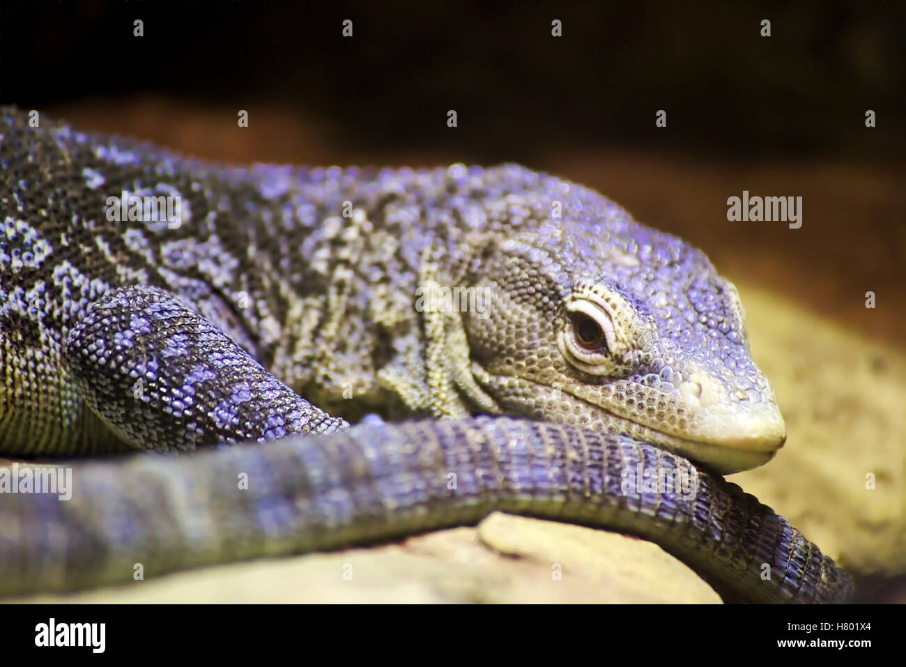 Blue-spotted tree monitor lizard (Varanus macraei Stock Photo - Alamy