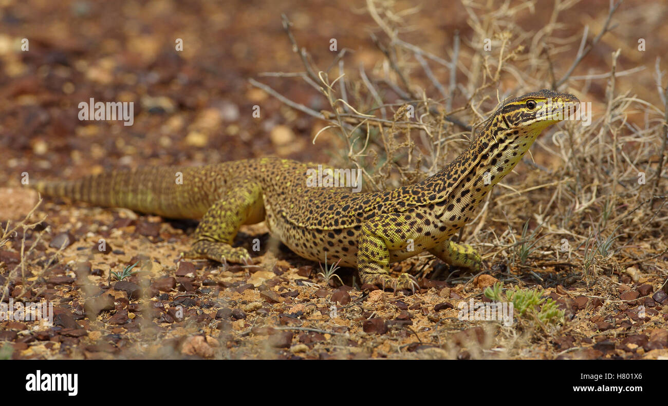 Yellow-spotted Monitor (Varanus panoptes), Gibber Desert, Bedourie ...