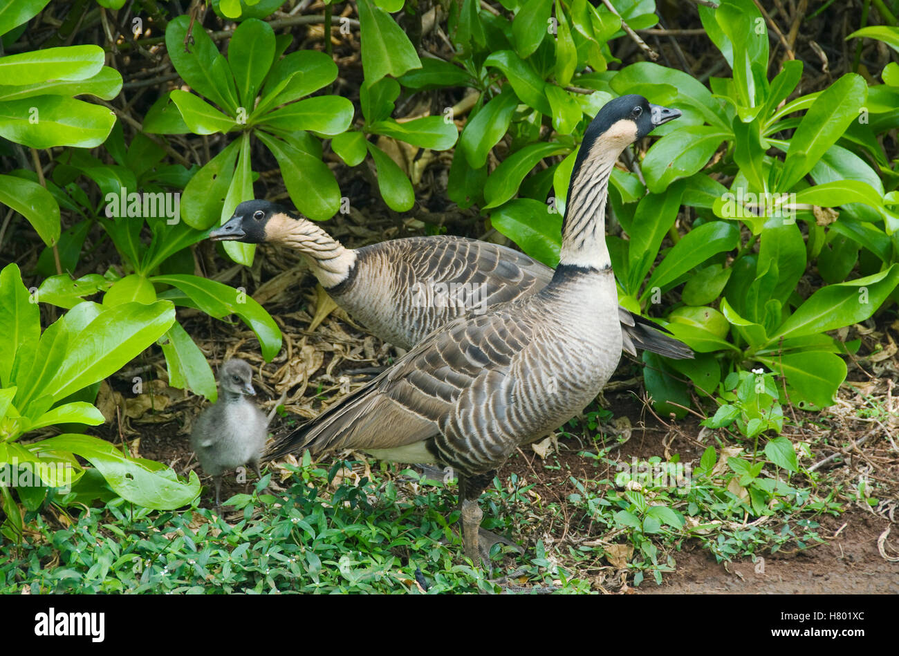 Nene (Branta sandvicensis) family, Kauai, Hawaii Stock Photo - Alamy