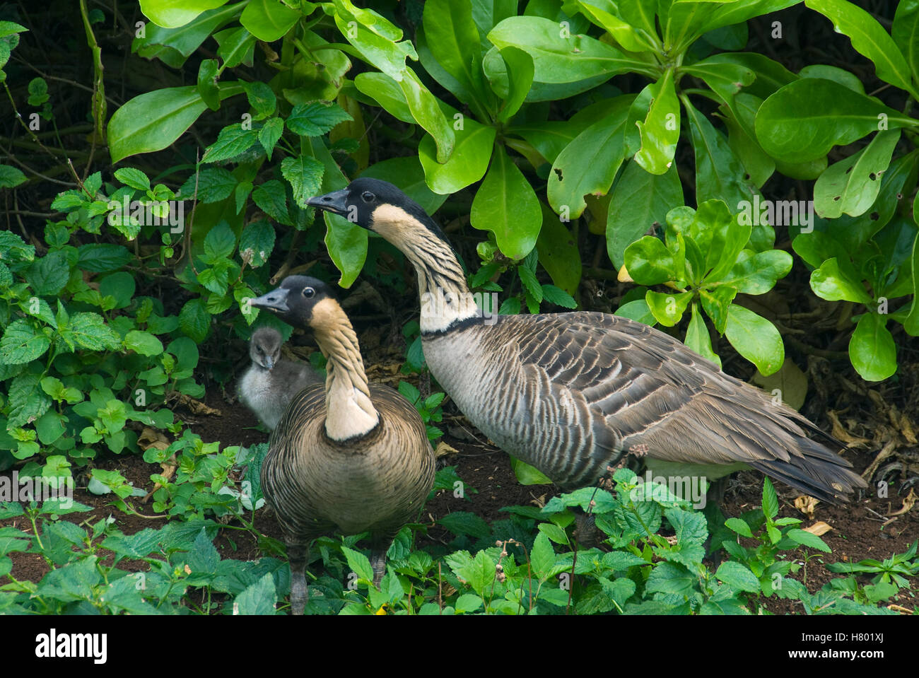 Nene (Branta sandvicensis) family, Kauai, Hawaii Stock Photo - Alamy